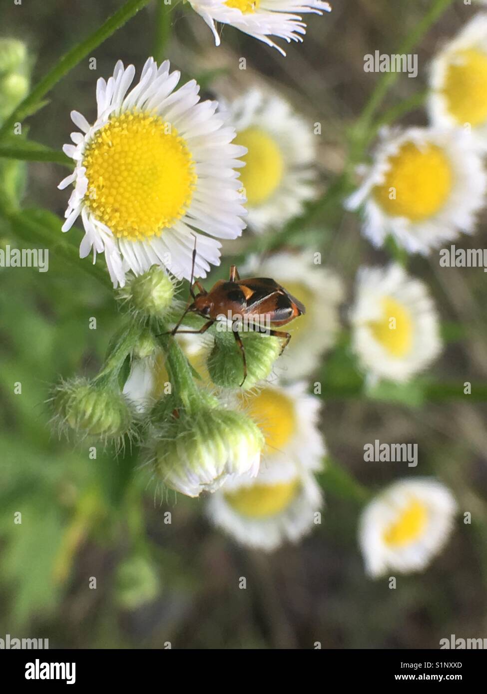 Staring into the flower hi-res stock photography and images - Alamy