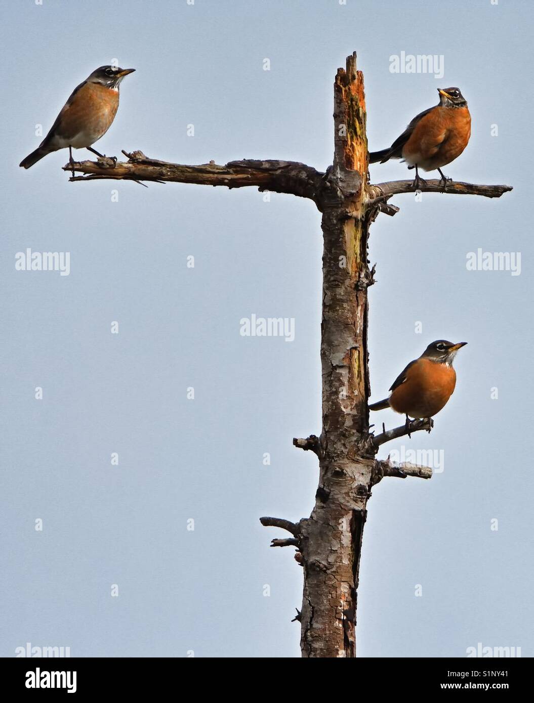 Robbins in the tree Stock Photo - Alamy