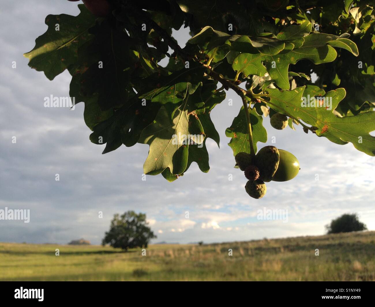 Acorn tree hi-res stock photography and images - Alamy