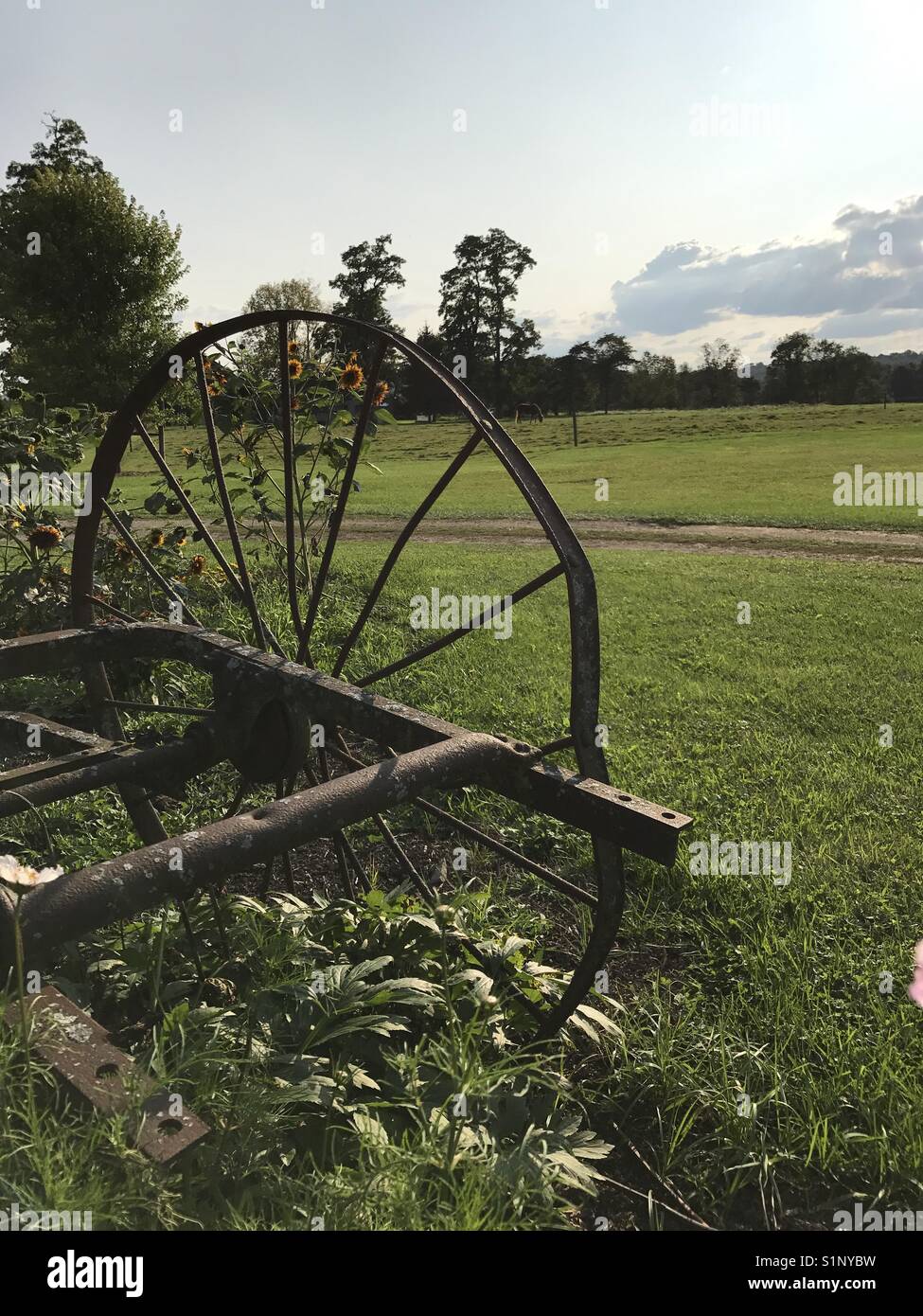 A country wheel and the horse Stock Photo - Alamy