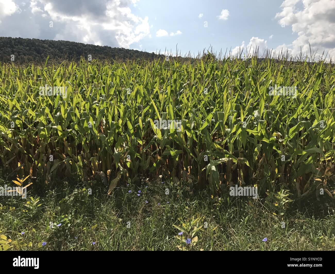 Food stocks hi-res stock photography and images - Alamy