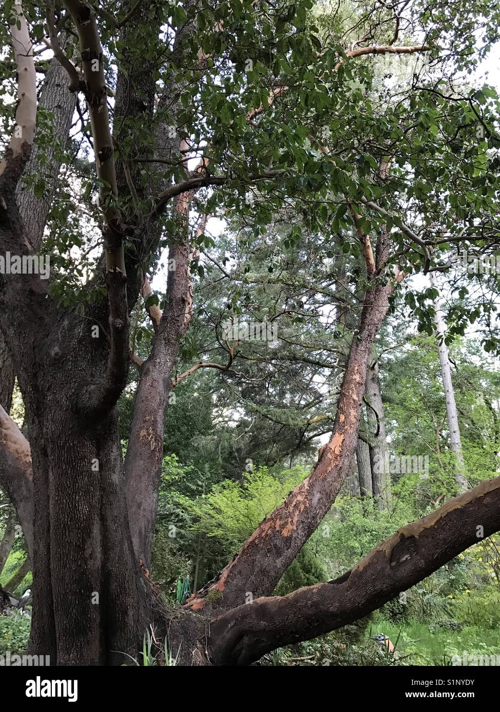 Madrone hi-res stock photography and images - Alamy