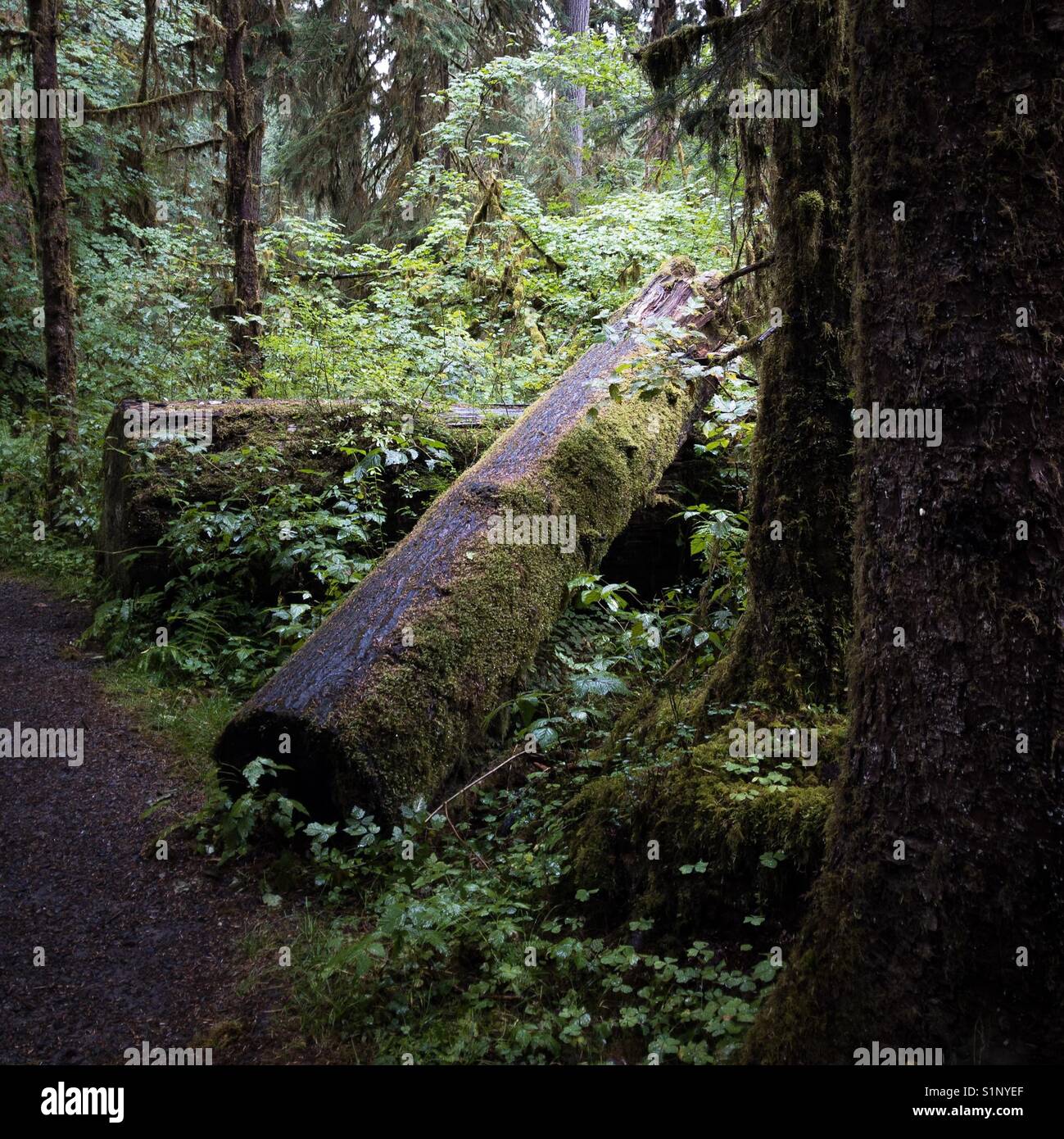 Fallen logs in the forest Stock Photo - Alamy