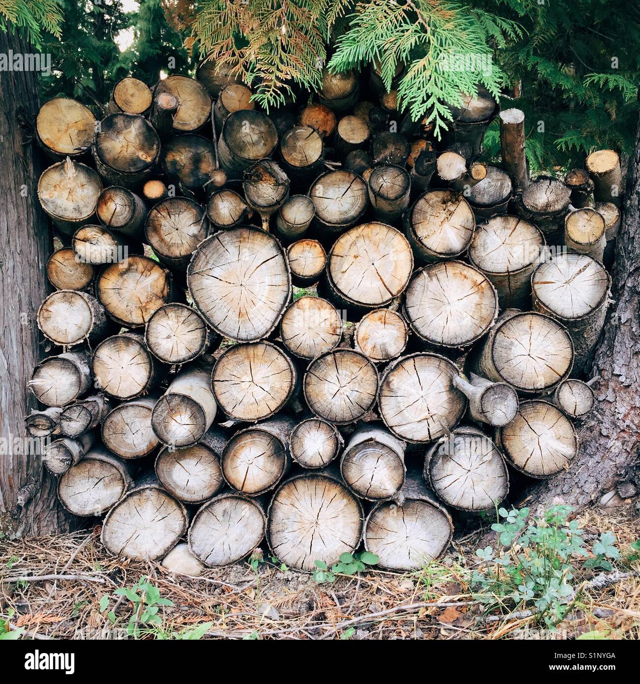 Living trees hi-res stock photography and images - Alamy