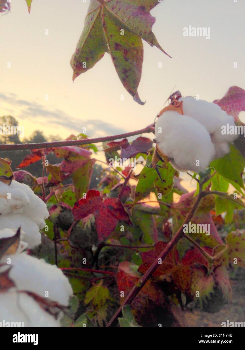 High cotton hi-res stock photography and images - Alamy