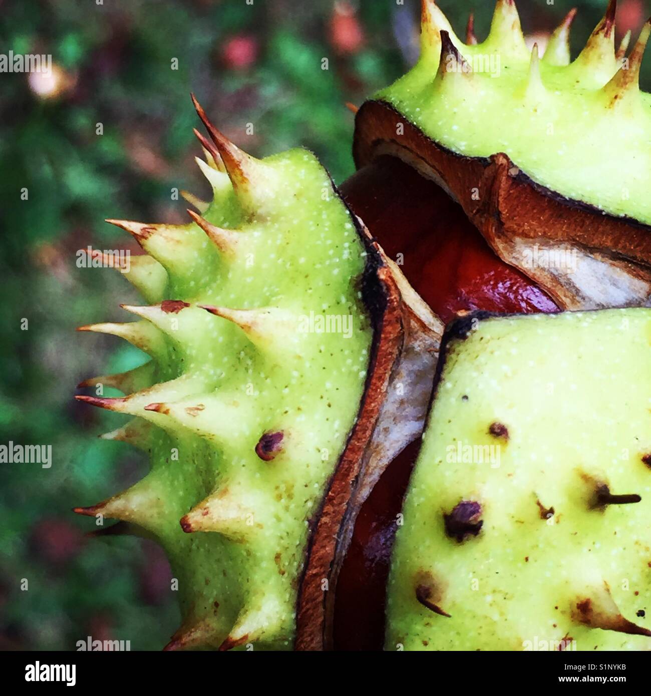 Horse chestnut shell splitting open to show conkers inside Stock Photo ...