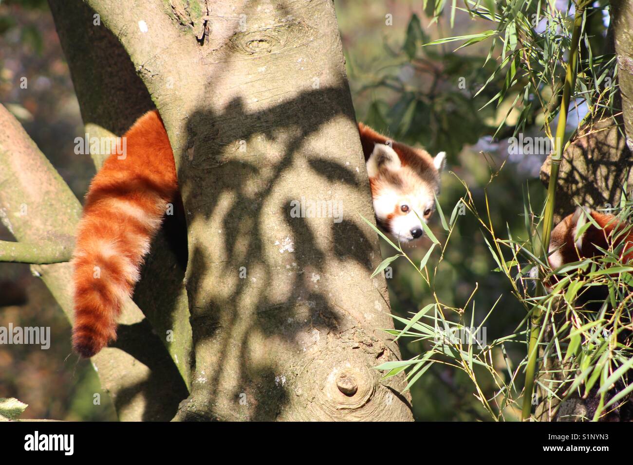 Red panda tree hi-res stock photography and images - Alamy