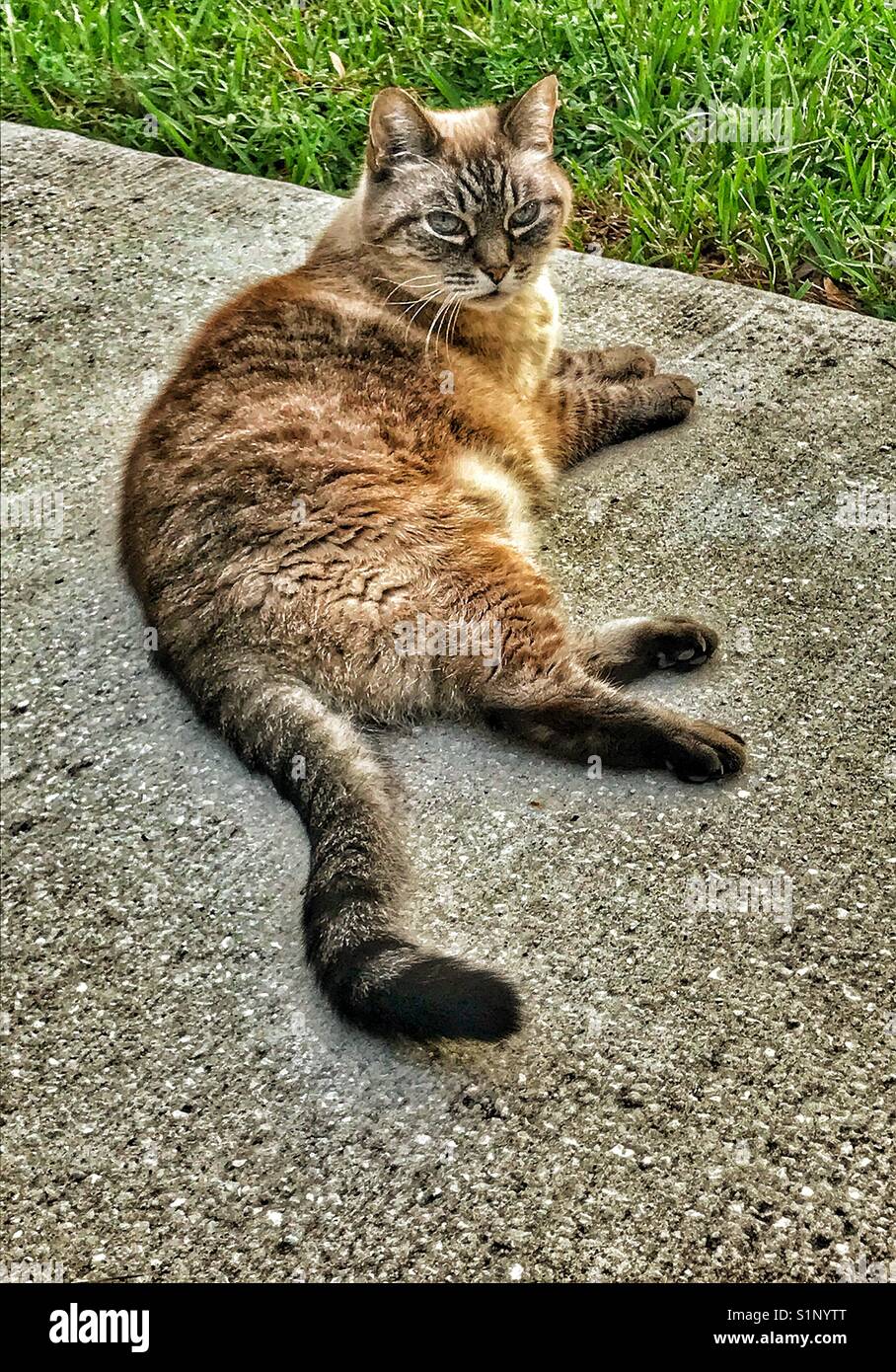 Tabby concrete hi-res stock photography and images - Alamy