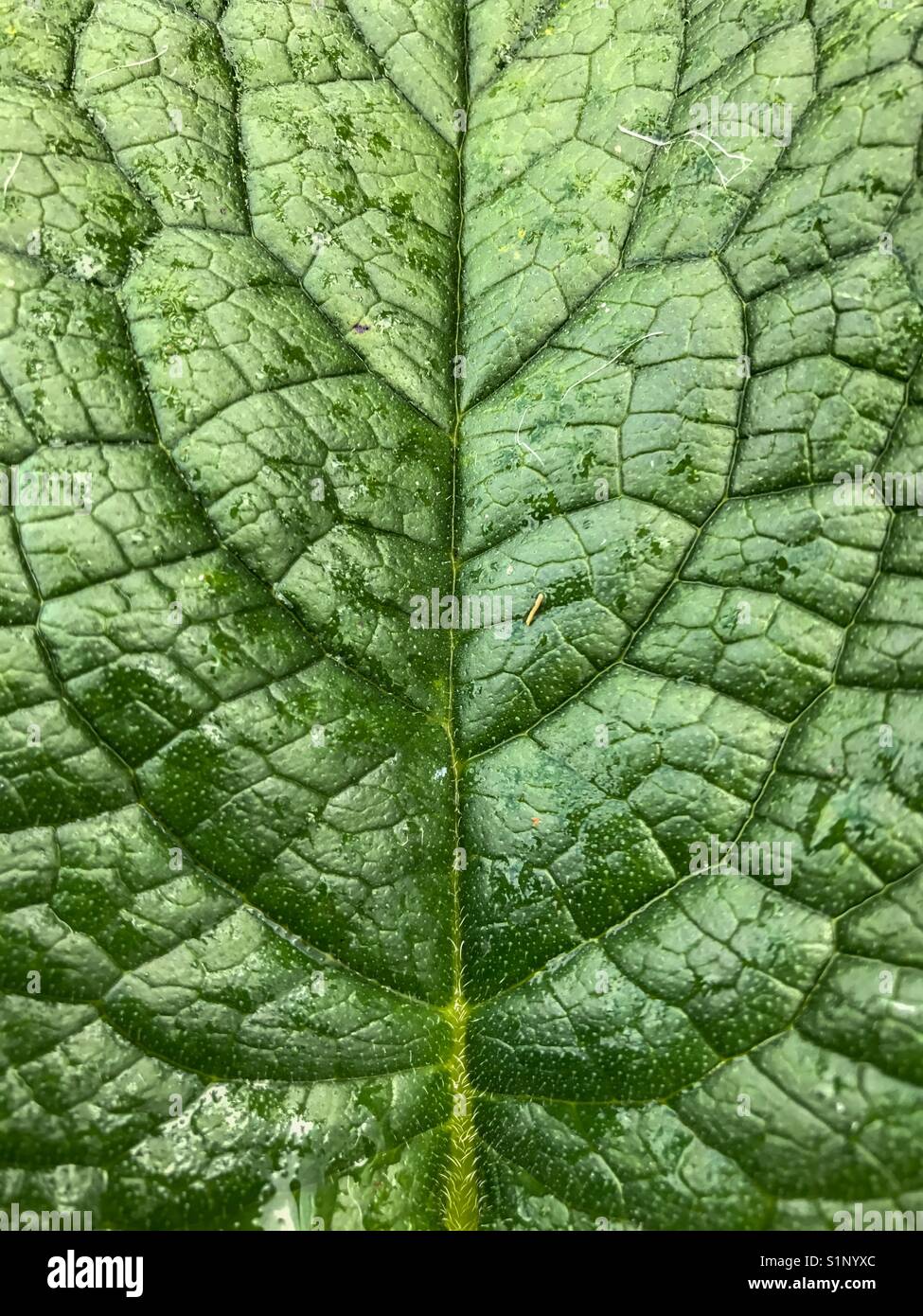 Close up details of a green leaf Stock Photo - Alamy