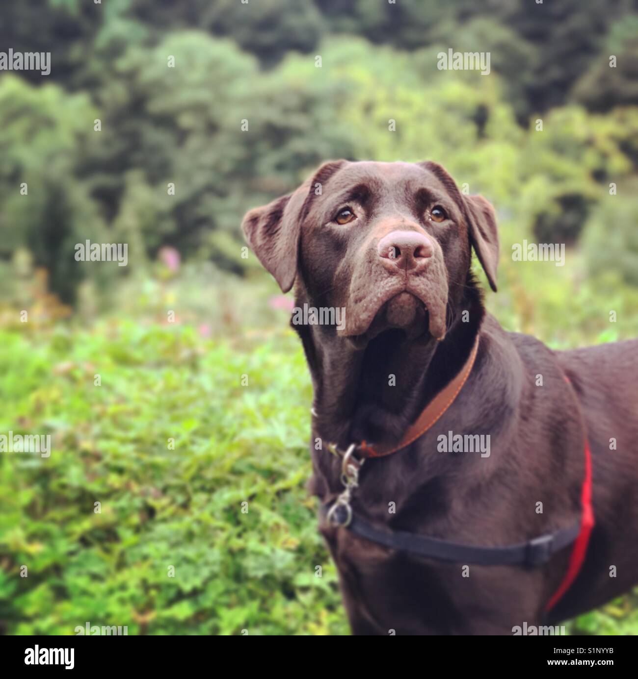Chocolate Labrador portrait Stock Photo - Alamy