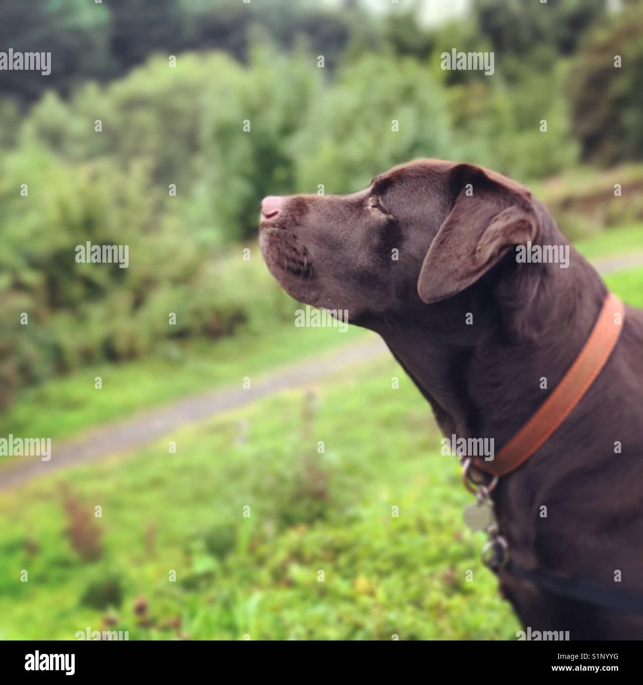Chocolate Labrador profile view Stock Photo - Alamy