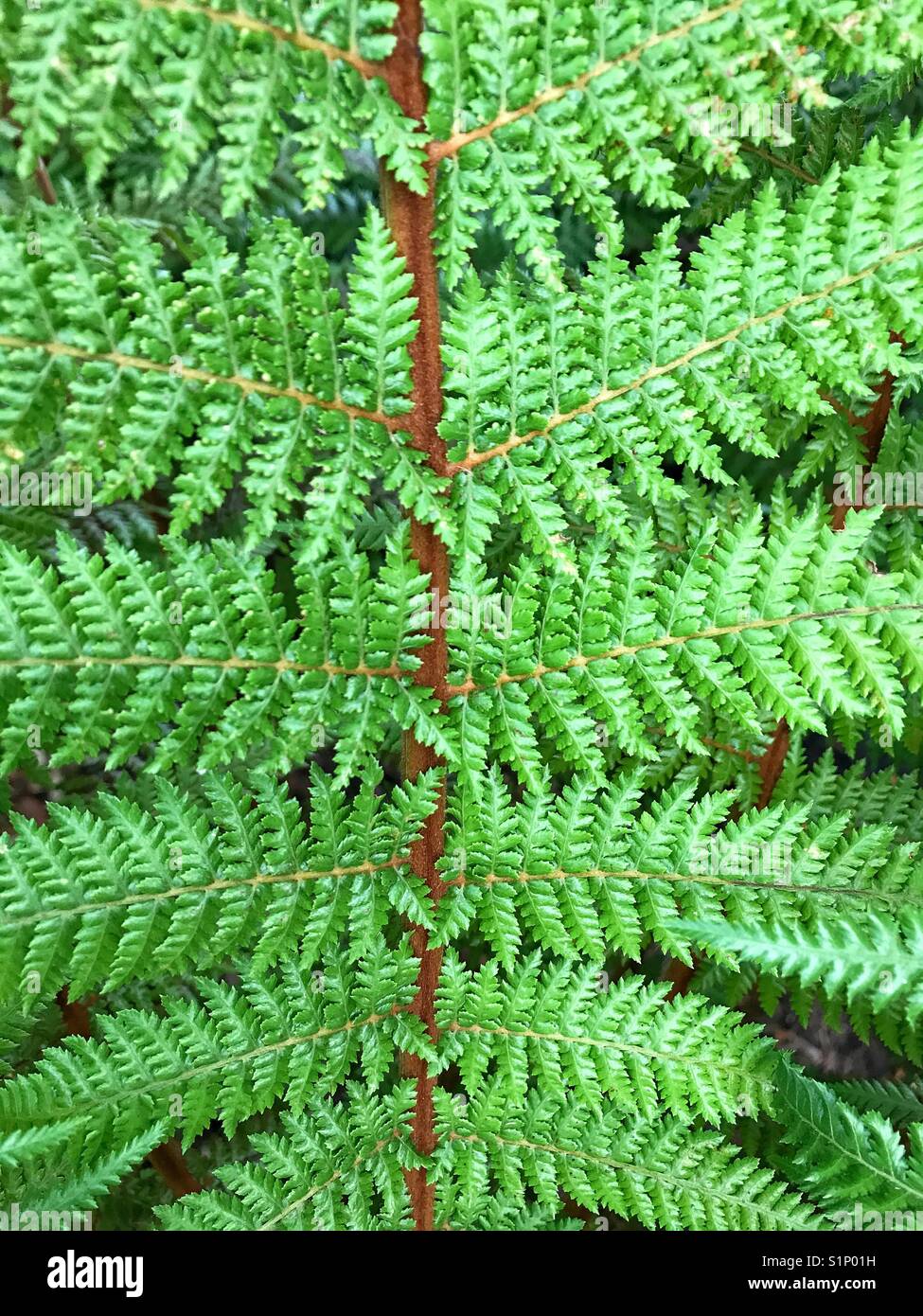 Bright green fronds of a fern leaf Stock Photo - Alamy