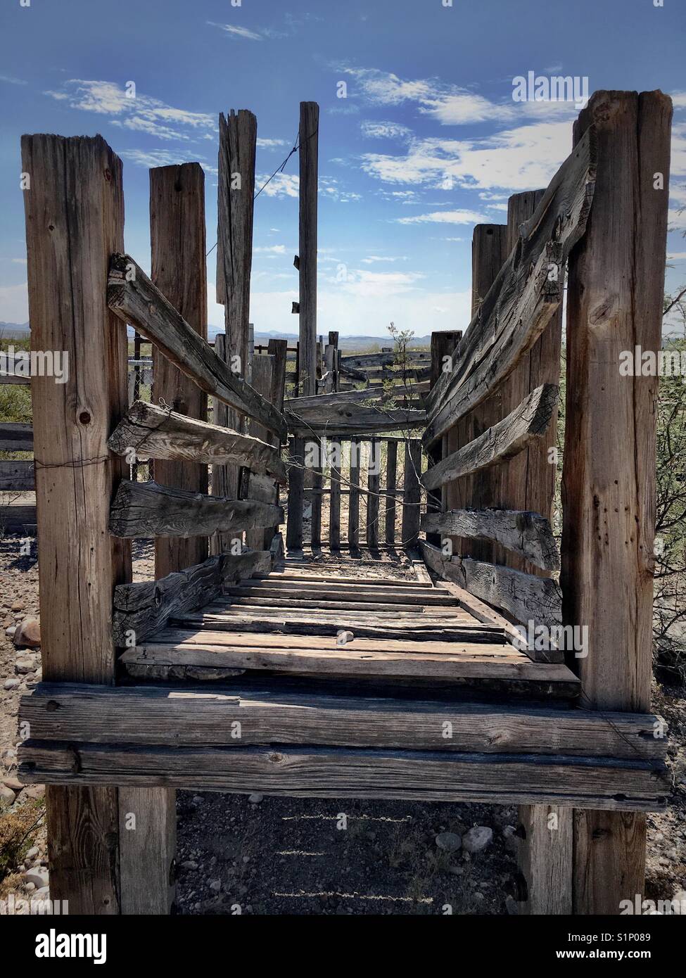 Cattle loading chute hi-res stock photography and images - Alamy