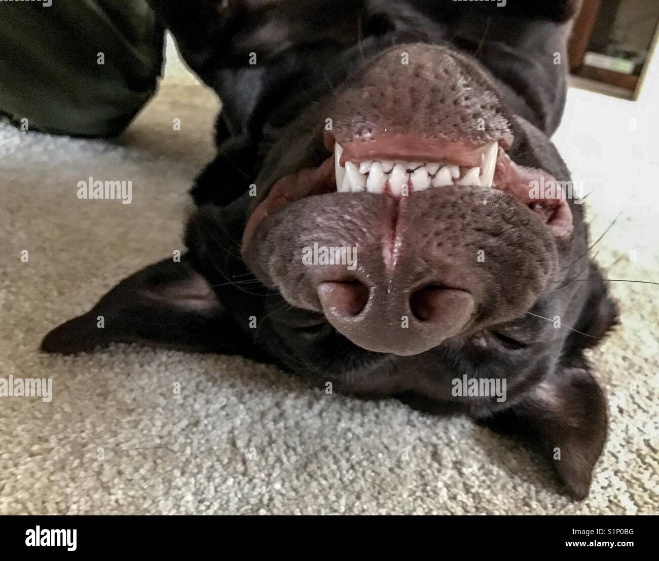 Upside down Chocolate Labrador Stock Photo - Alamy