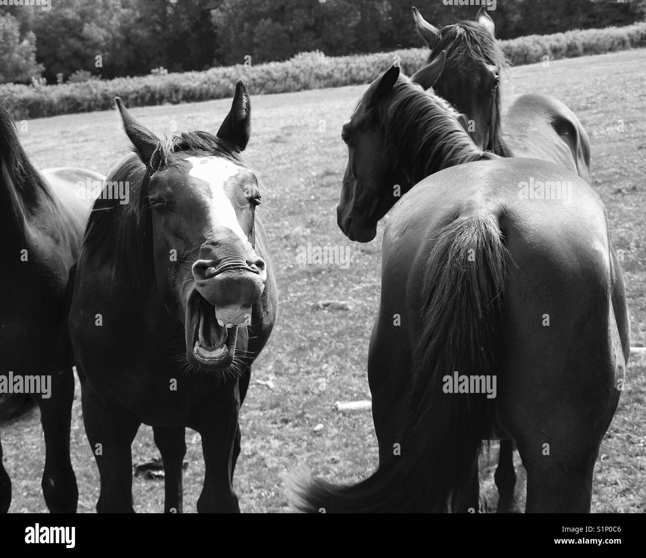 Horse yawning not mouth not teeth Black and White Stock Photos & Images ...