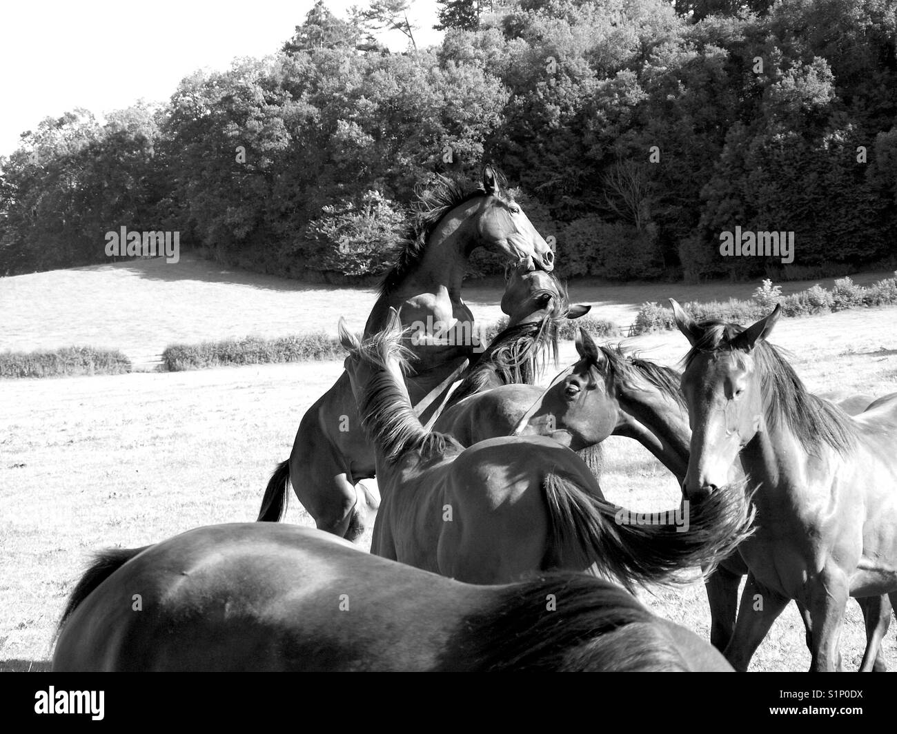 Colts Black and White Stock Photos & Images - Alamy