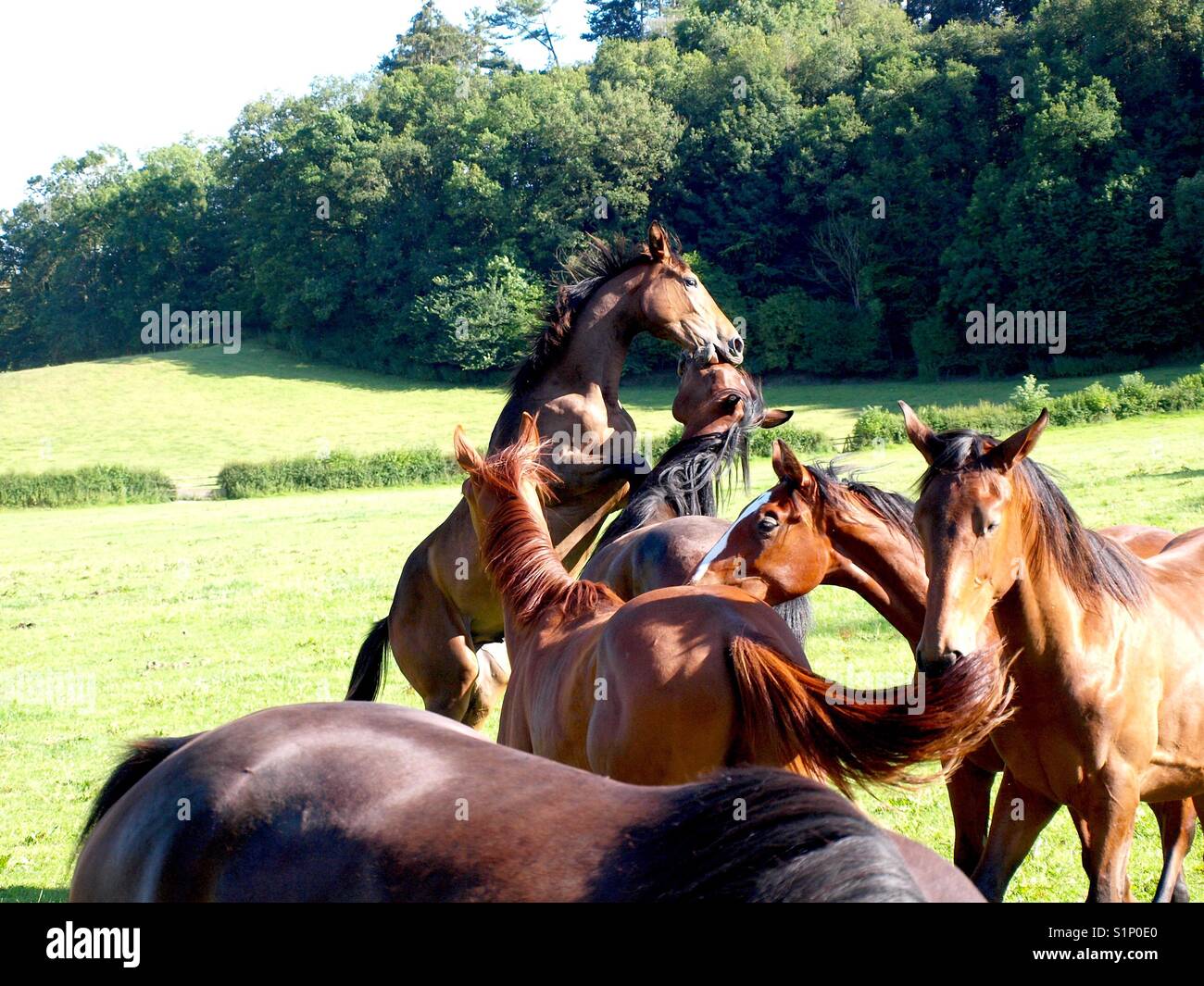 Rearing Horses Stock Photos & Rearing Horses Stock Images - Alamy