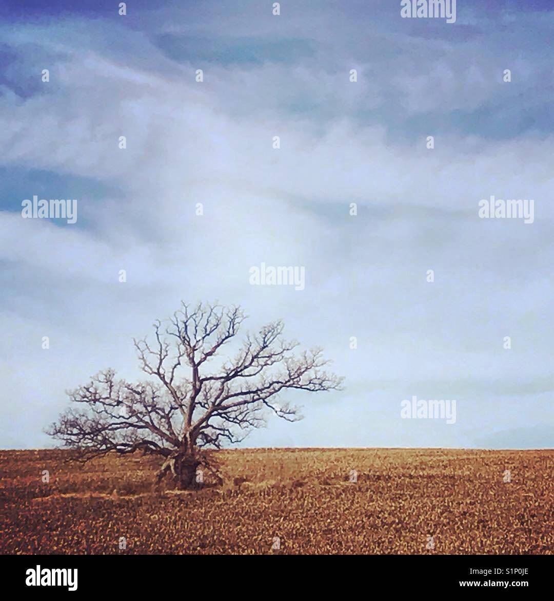 Tree in field Stock Photo - Alamy