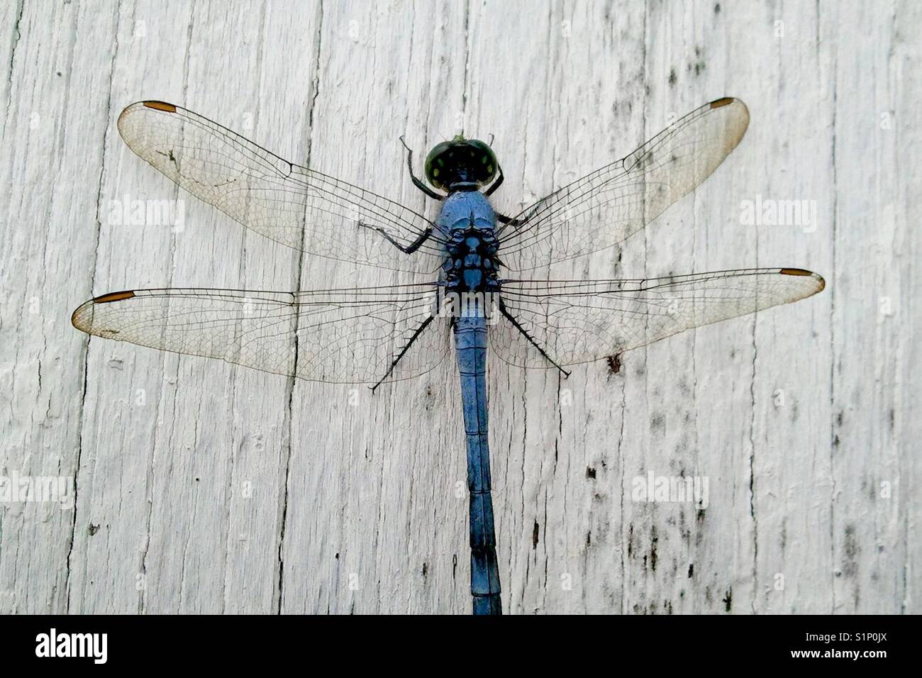 Dragonfly dragon fly hi-res stock photography and images - Alamy