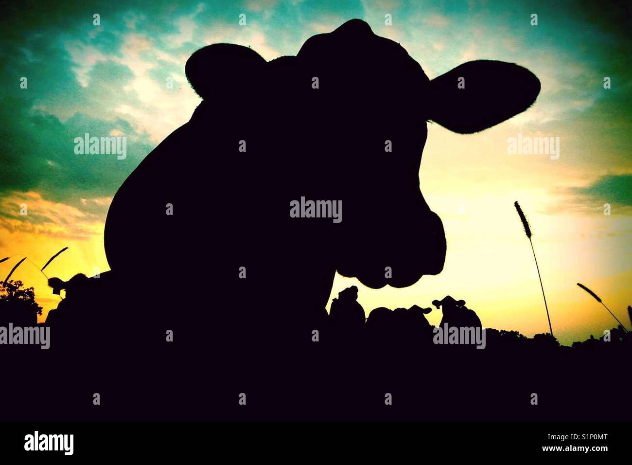 Cow in evening Stock Photo - Alamy
