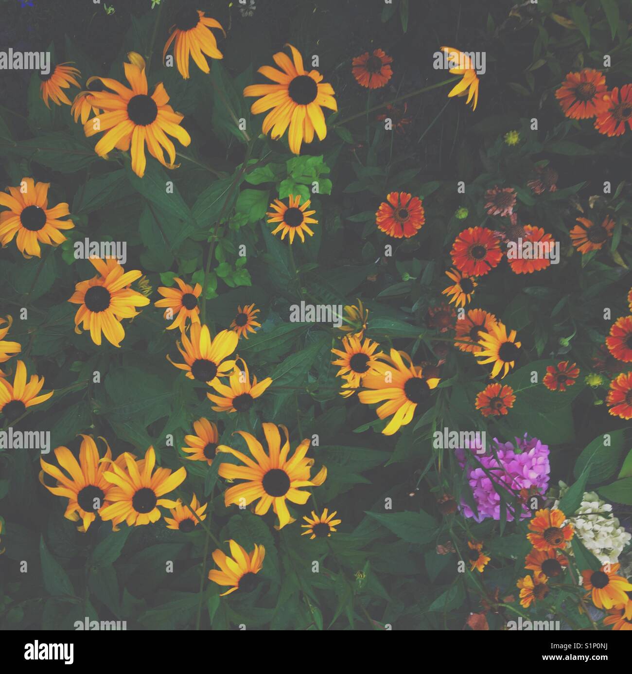 Purple flowers from above smartphone stock photos and images - Alamy