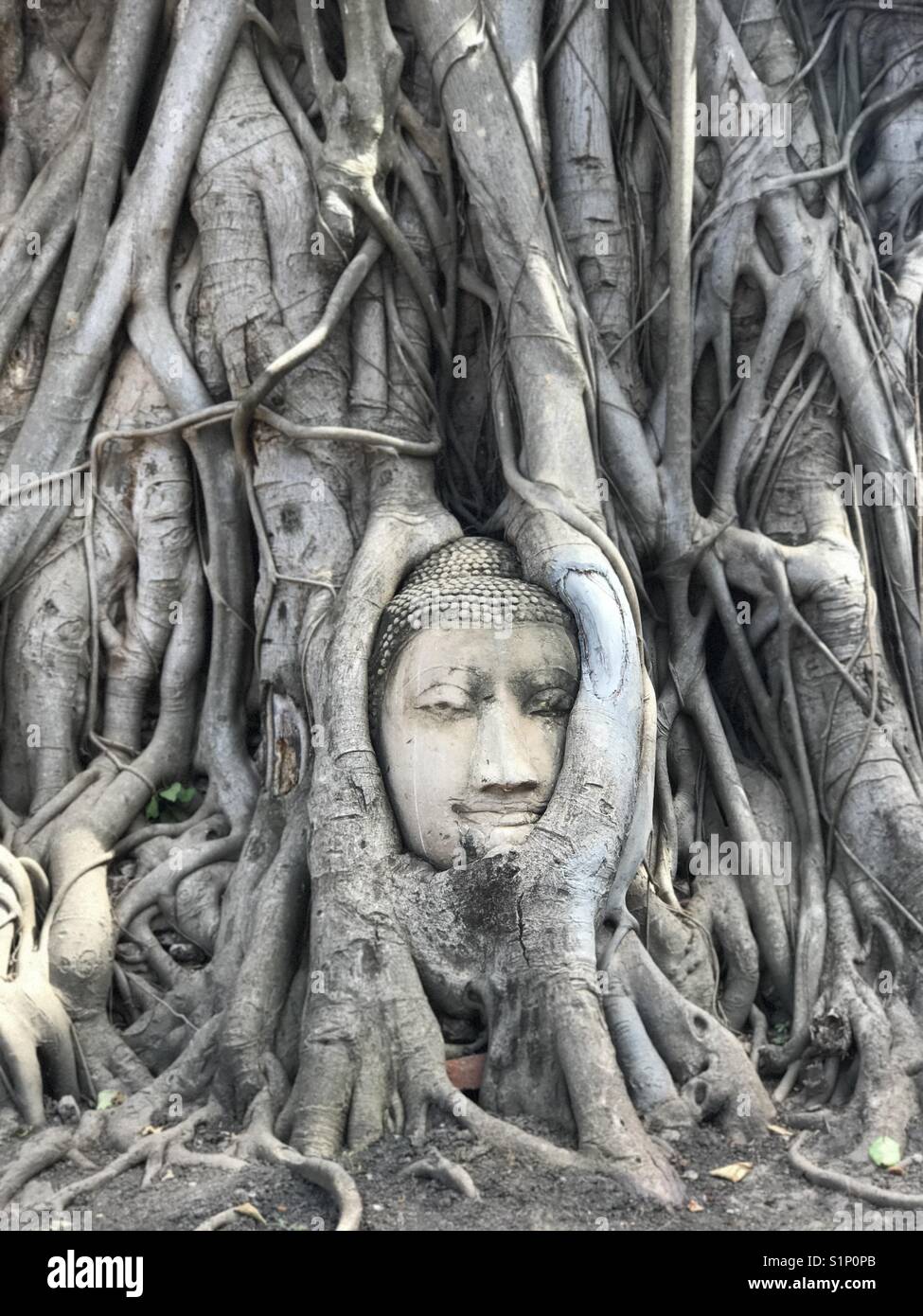 Buddha head in tree roots hi-res stock photography and images - Alamy