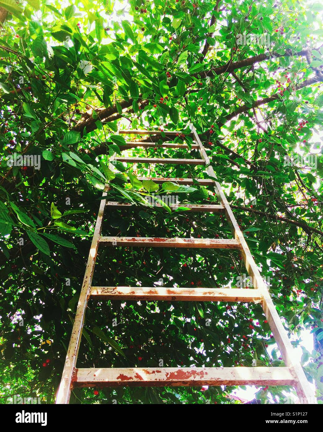 Achievement step ladder hi-res stock photography and images - Alamy