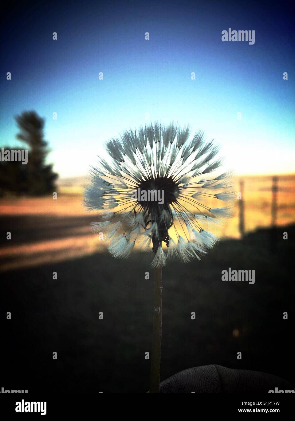 Dissel hi-res stock photography and images - Alamy