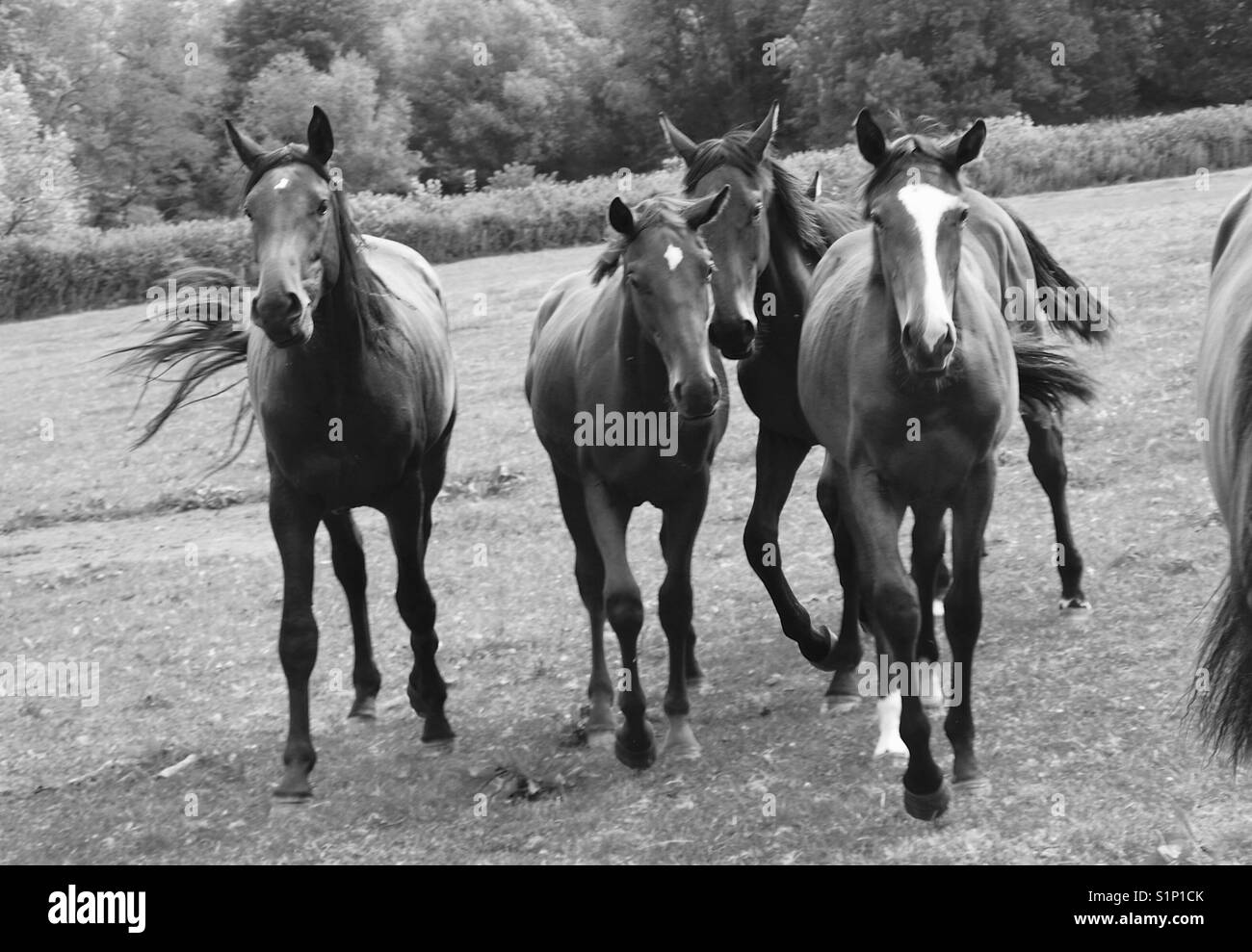 Colts Black and White Stock Photos & Images - Alamy