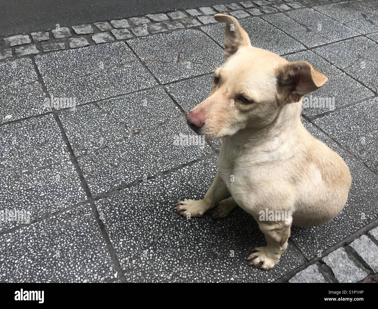 A Stray dog on the pavement Stock Photo - Alamy