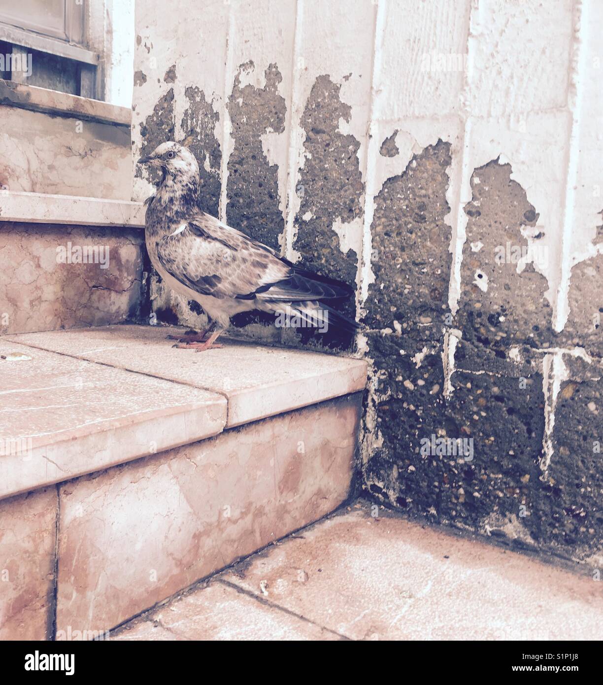 Pigeon on the stairs Stock Photo - Alamy