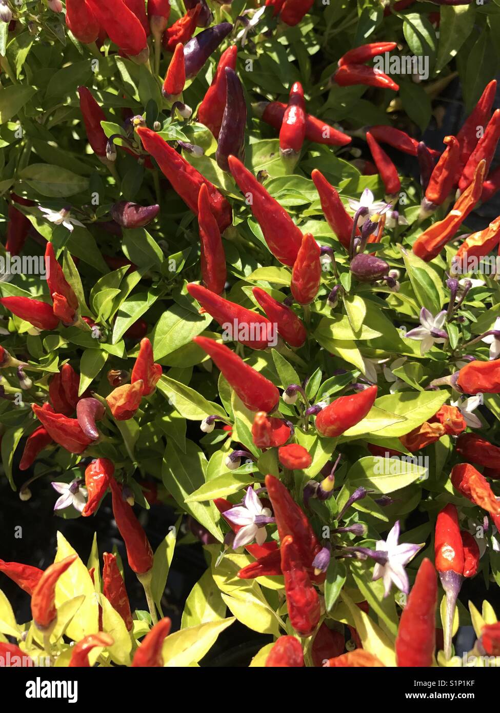 Ornamental Peppers High Resolution Stock Photography and Images - Alamy