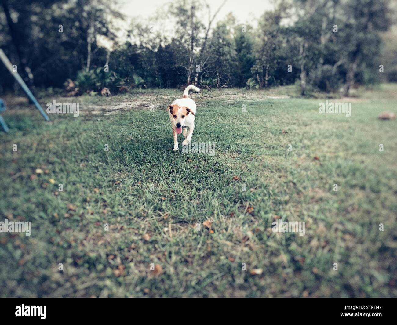 Yard pet hi-res stock photography and images - Alamy