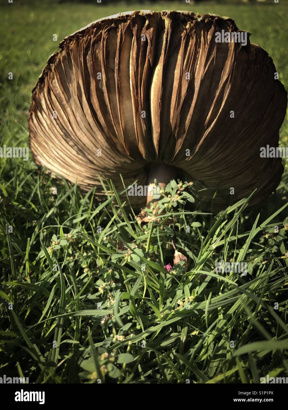 Yard mushroom portrait Stock Photo - Alamy
