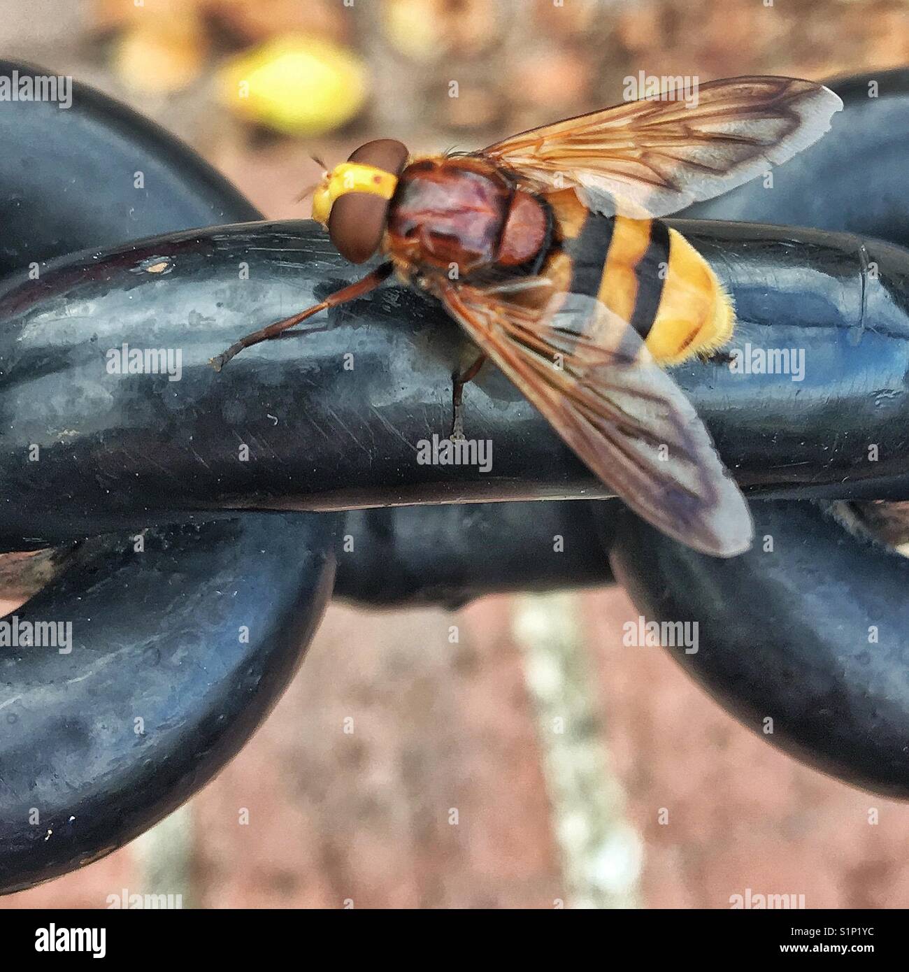 Mimic hover fly Stock Photo - Alamy