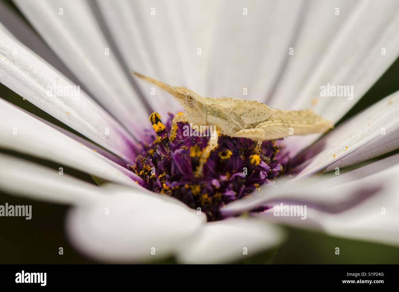 Bed Bug Close Up High Resolution Stock Photography and Images - Alamy