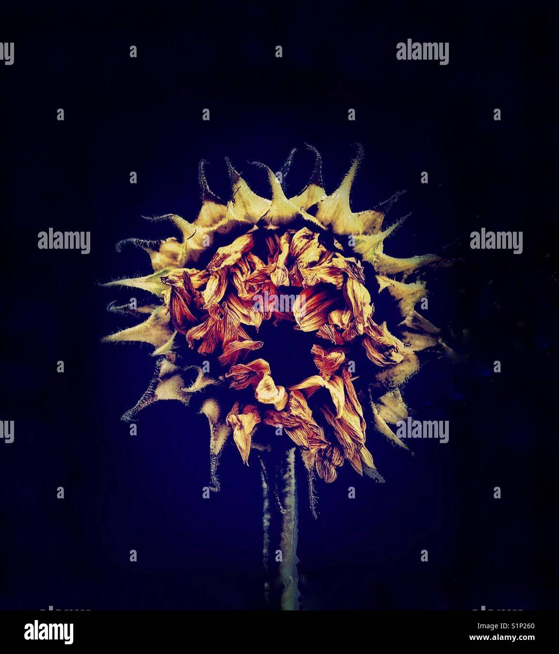 Faded sunflower hi-res stock photography and images - Alamy