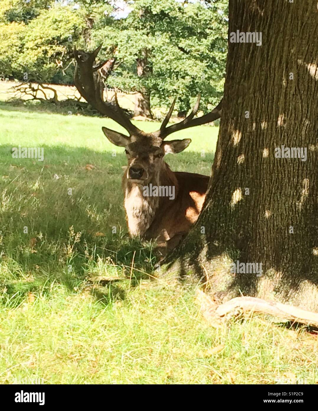 Peaceful deer hi-res stock photography and images - Alamy