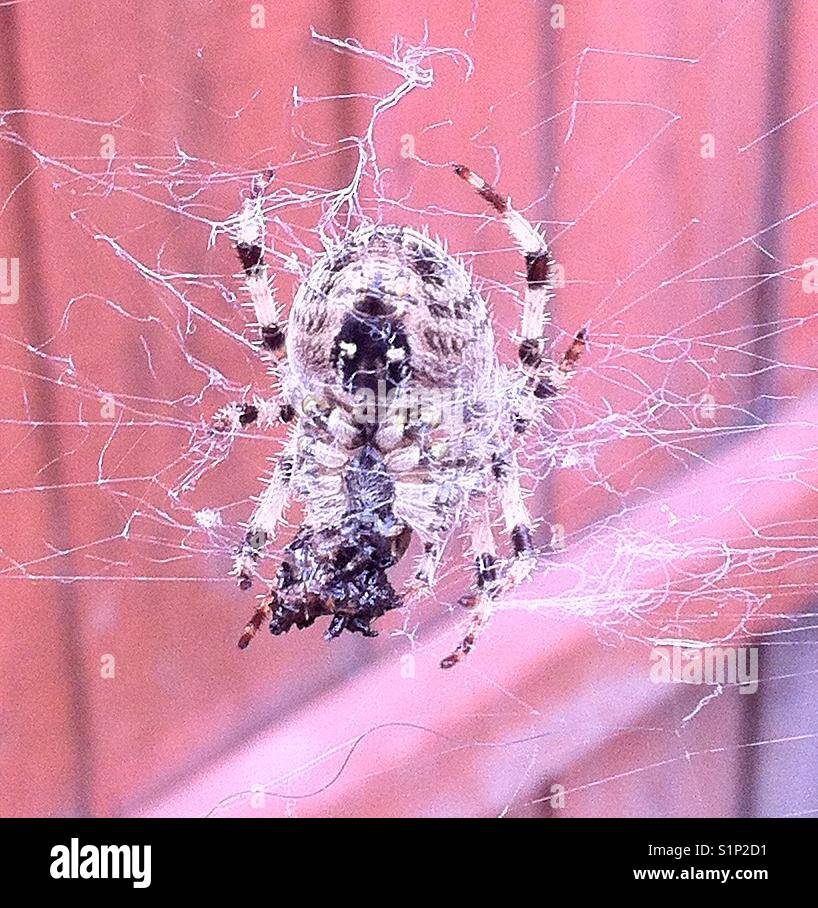 Spider Eating Stock Photos & Spider Eating Stock Images - Alamy