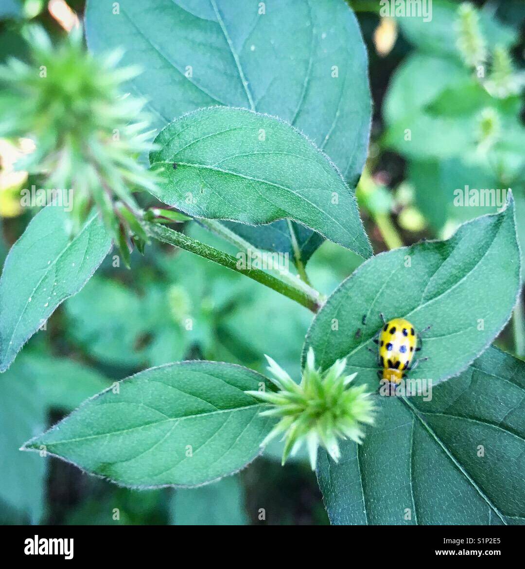 Ladybug leaves hi-res stock photography and images - Alamy