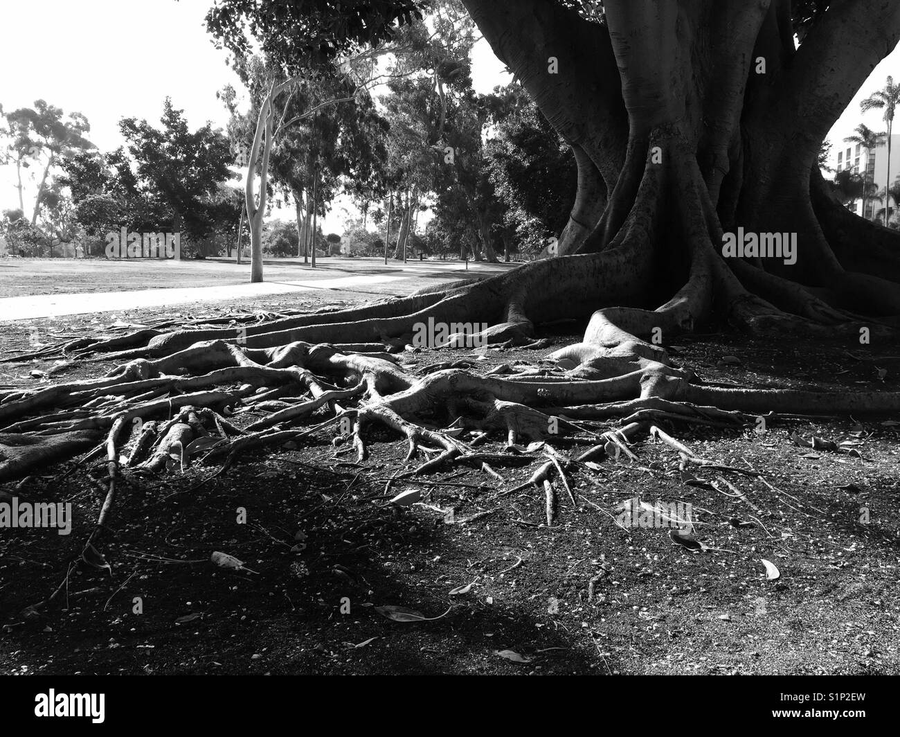 Root system Black and White Stock Photos & Images - Alamy