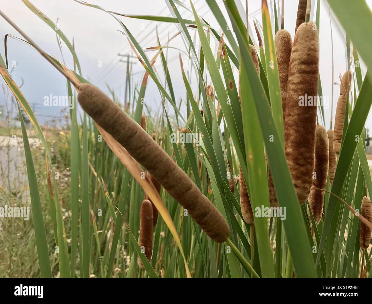 Cattail grass hi-res stock photography and images - Alamy