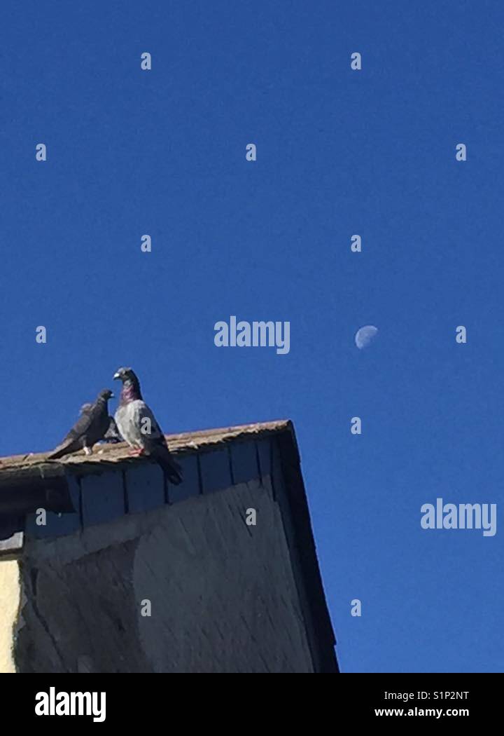 Pigeons kissing having a mating ceremony on the edge of a roof top ...