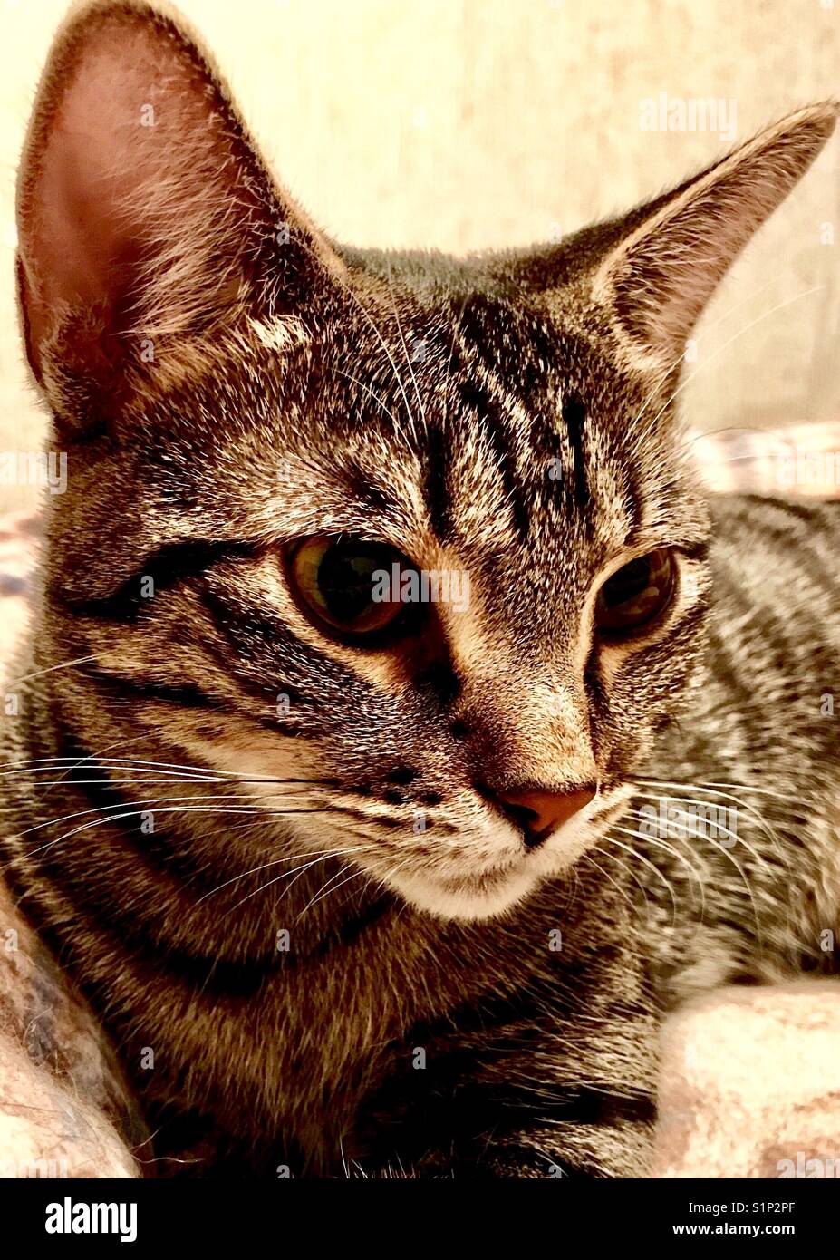 Golden Brown Tabby Cat