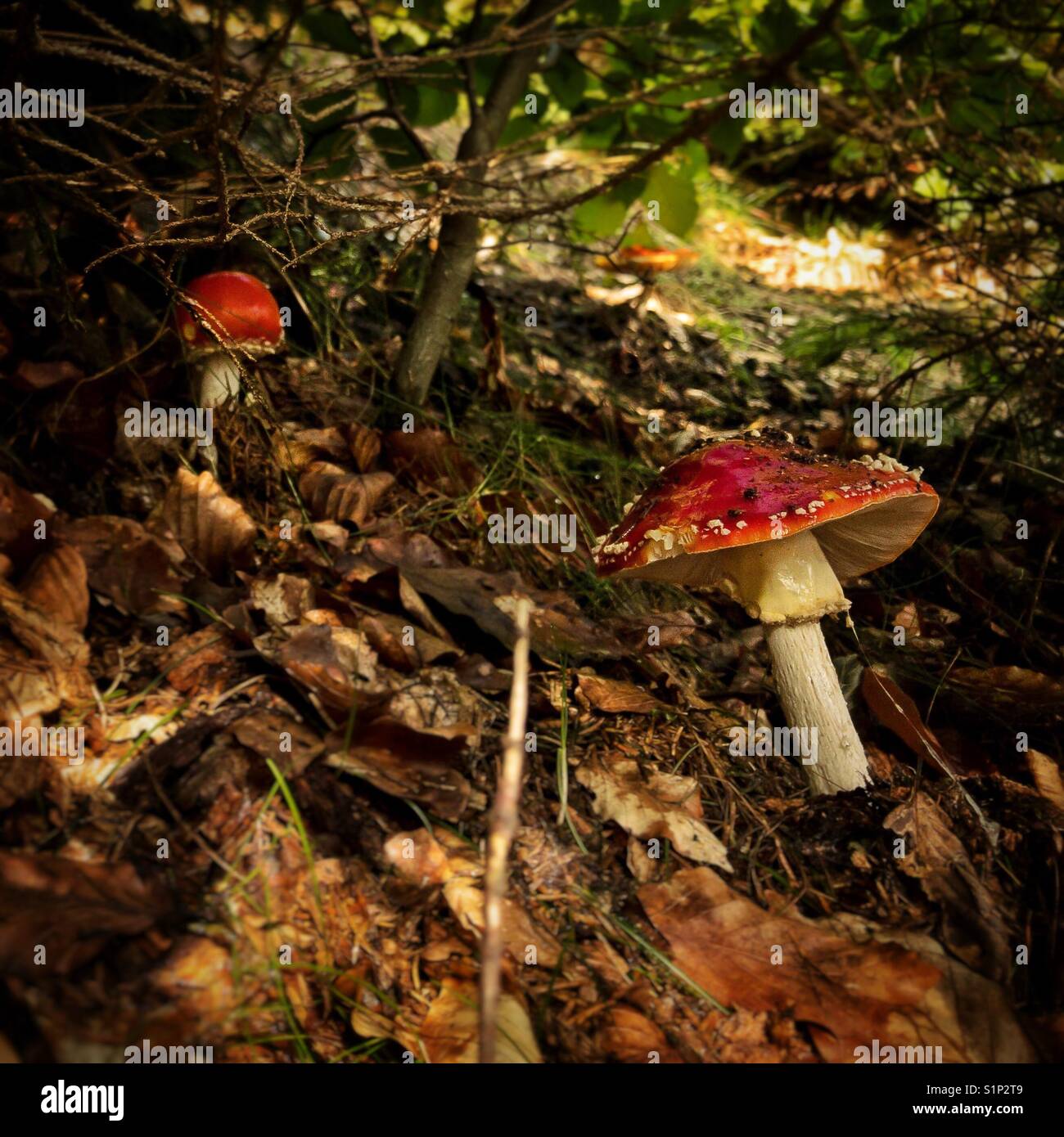 Toadstool in the autumn forest hi-res stock photography and images - Alamy