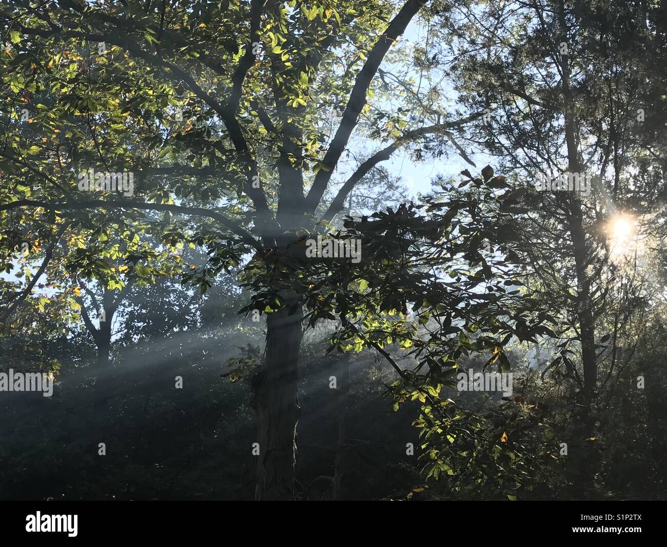 Sun beams in the morning Stock Photo - Alamy