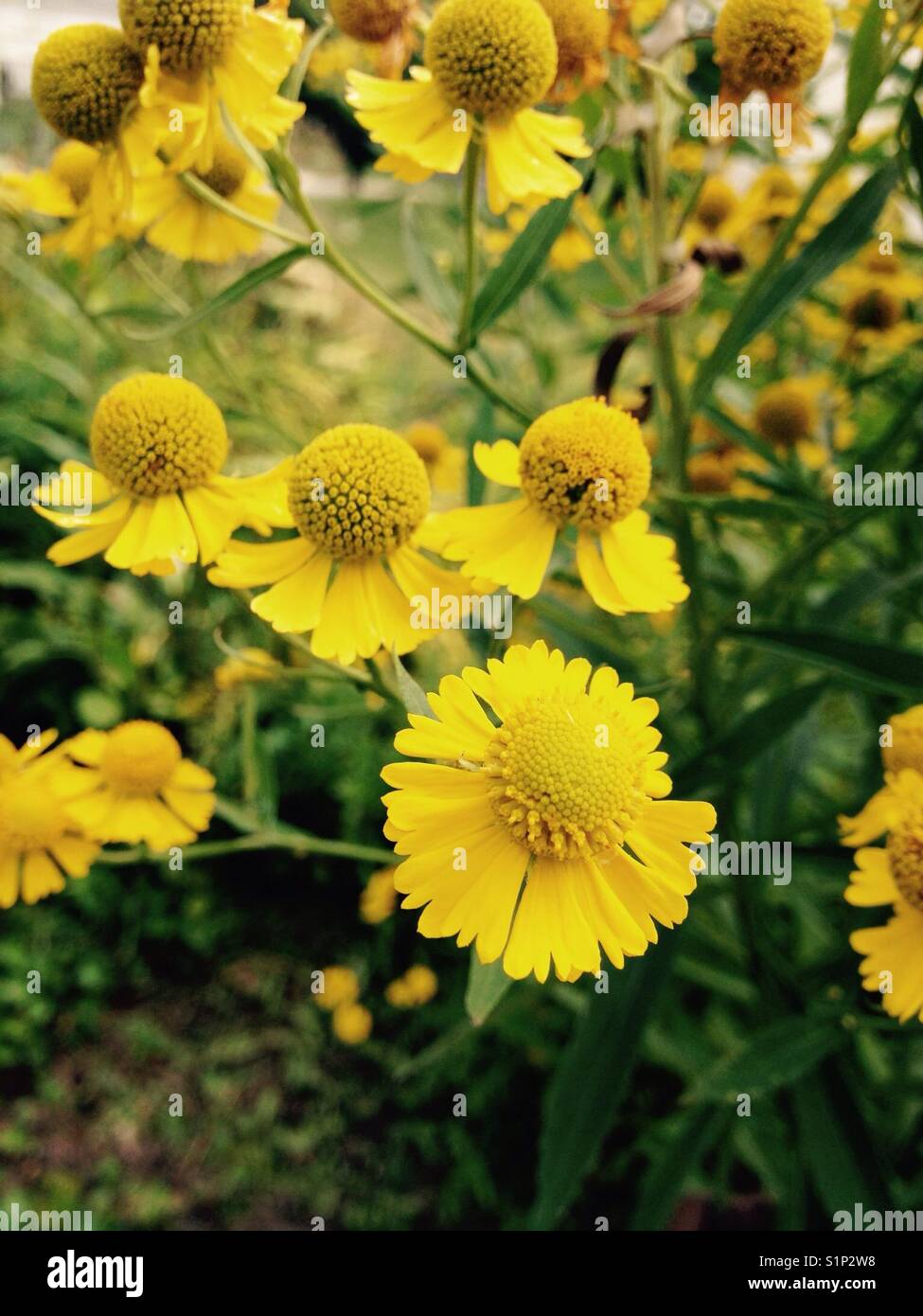 Dogtooth daisy hi-res stock photography and images - Alamy