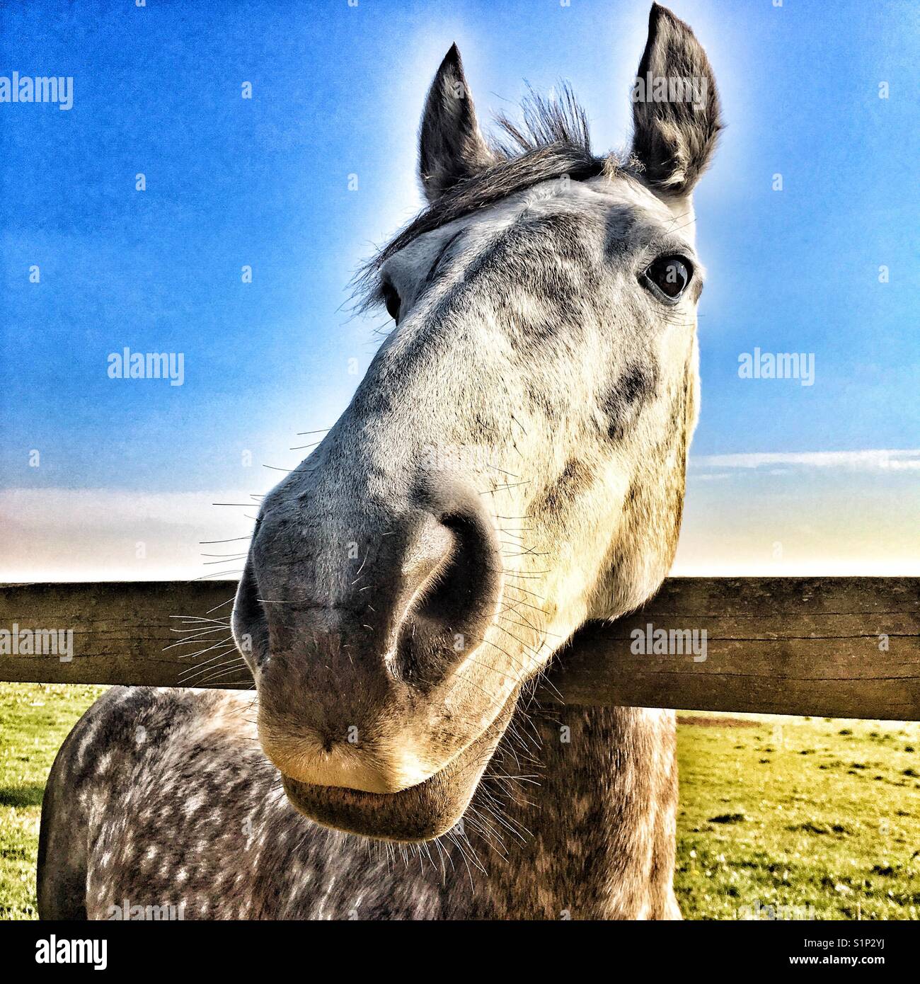 Horse looking over the fence hi-res stock photography and images - Alamy