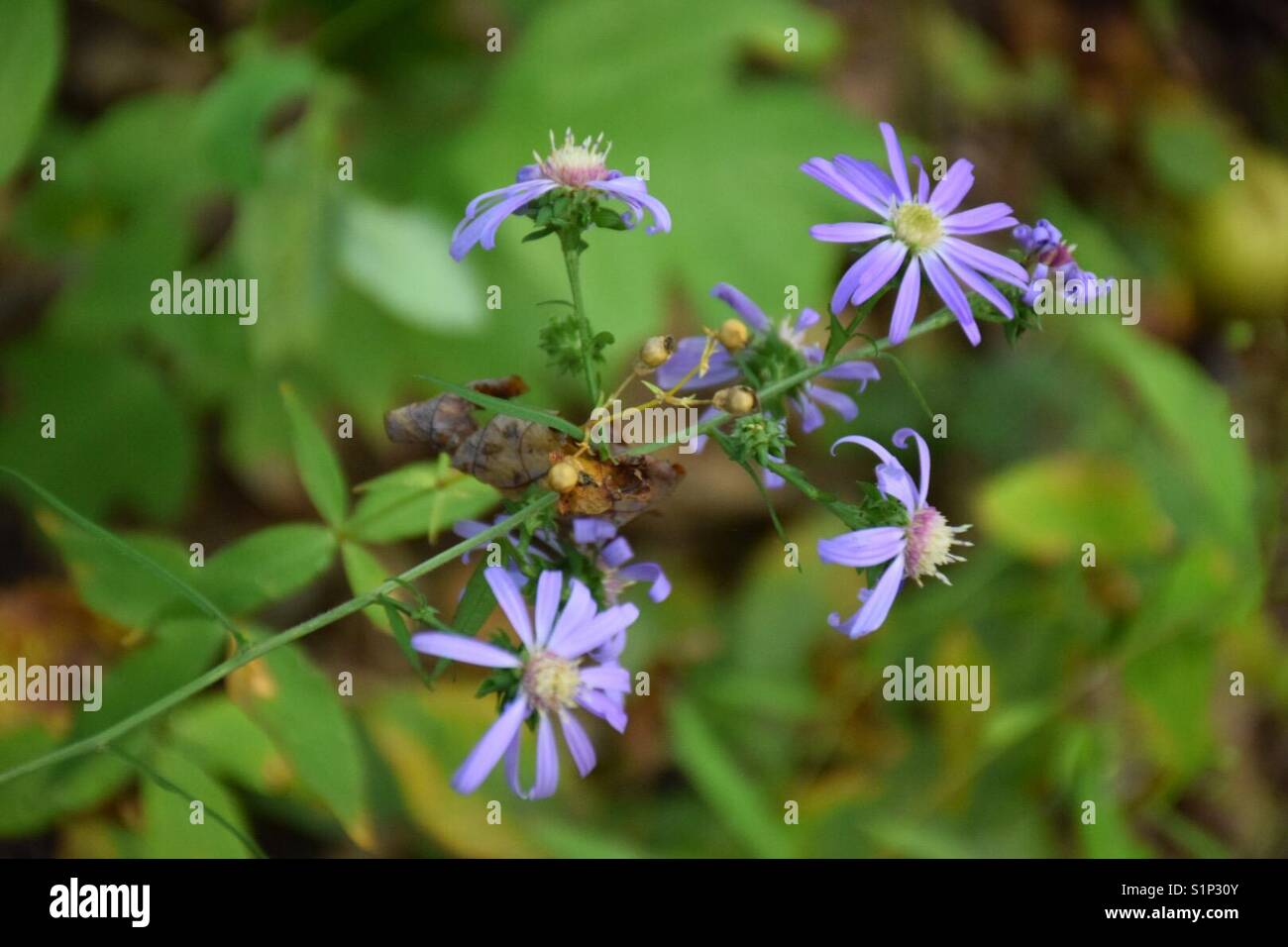 Tennessee flowers hi-res stock photography and images - Alamy