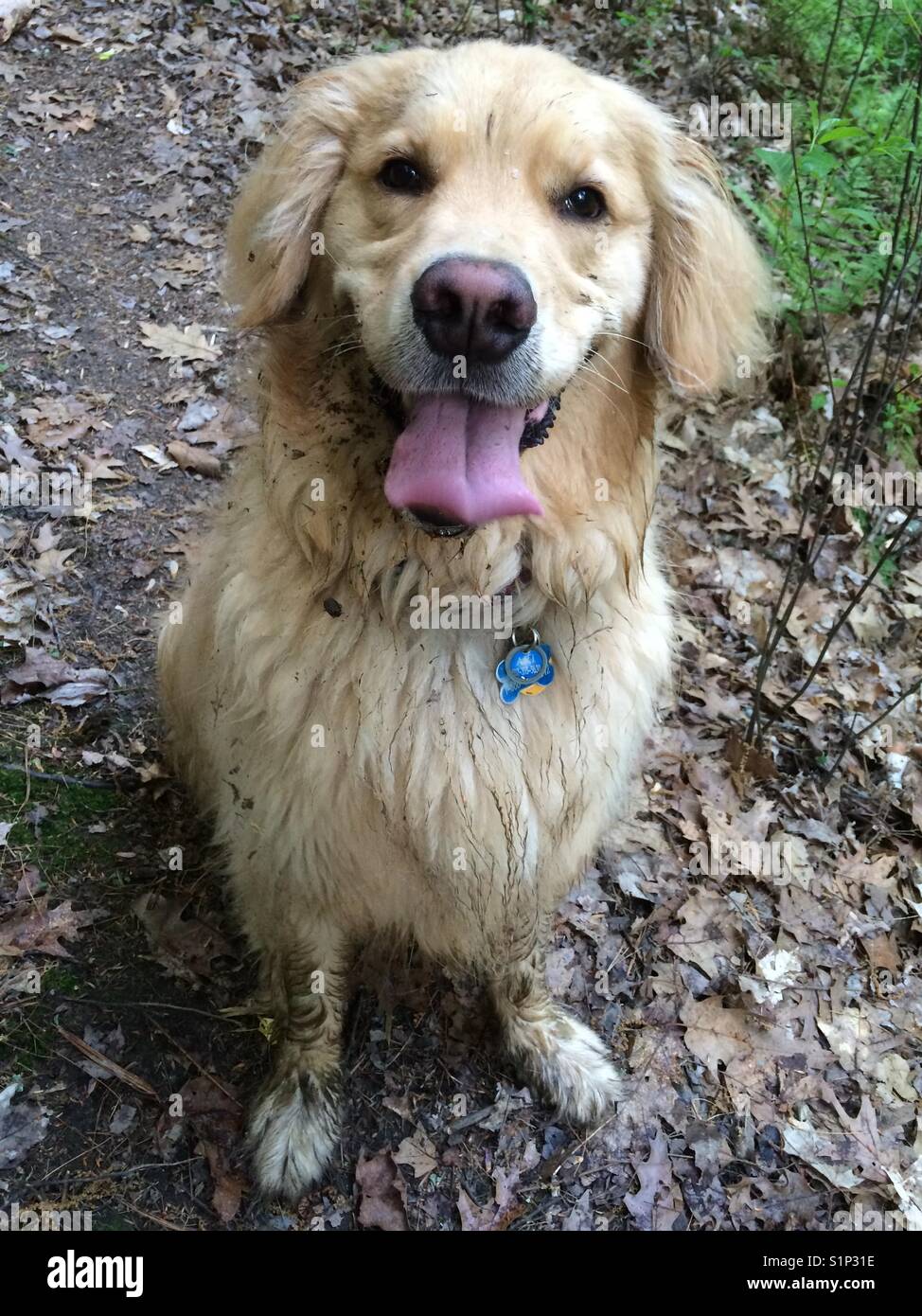 Muddy Dog High Resolution Stock Photography and Images - Alamy